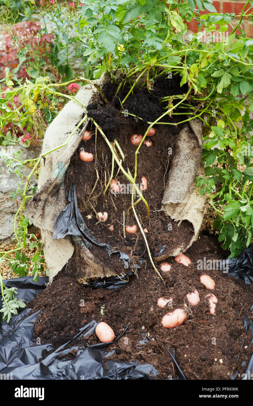 Desiree potato hi-res stock photography and images - Alamy