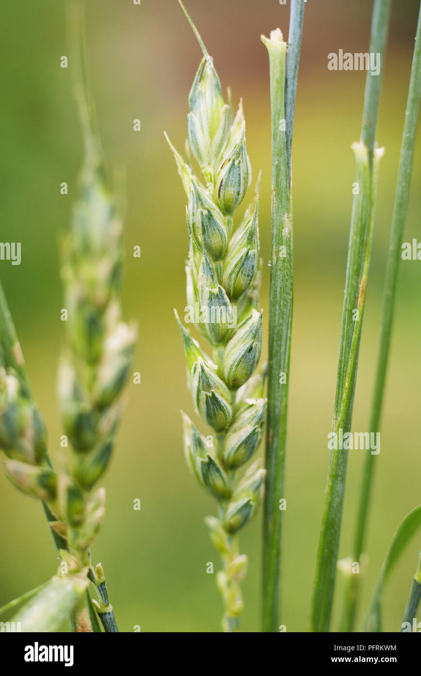 Triticum sp hi-res stock photography and images - Alamy