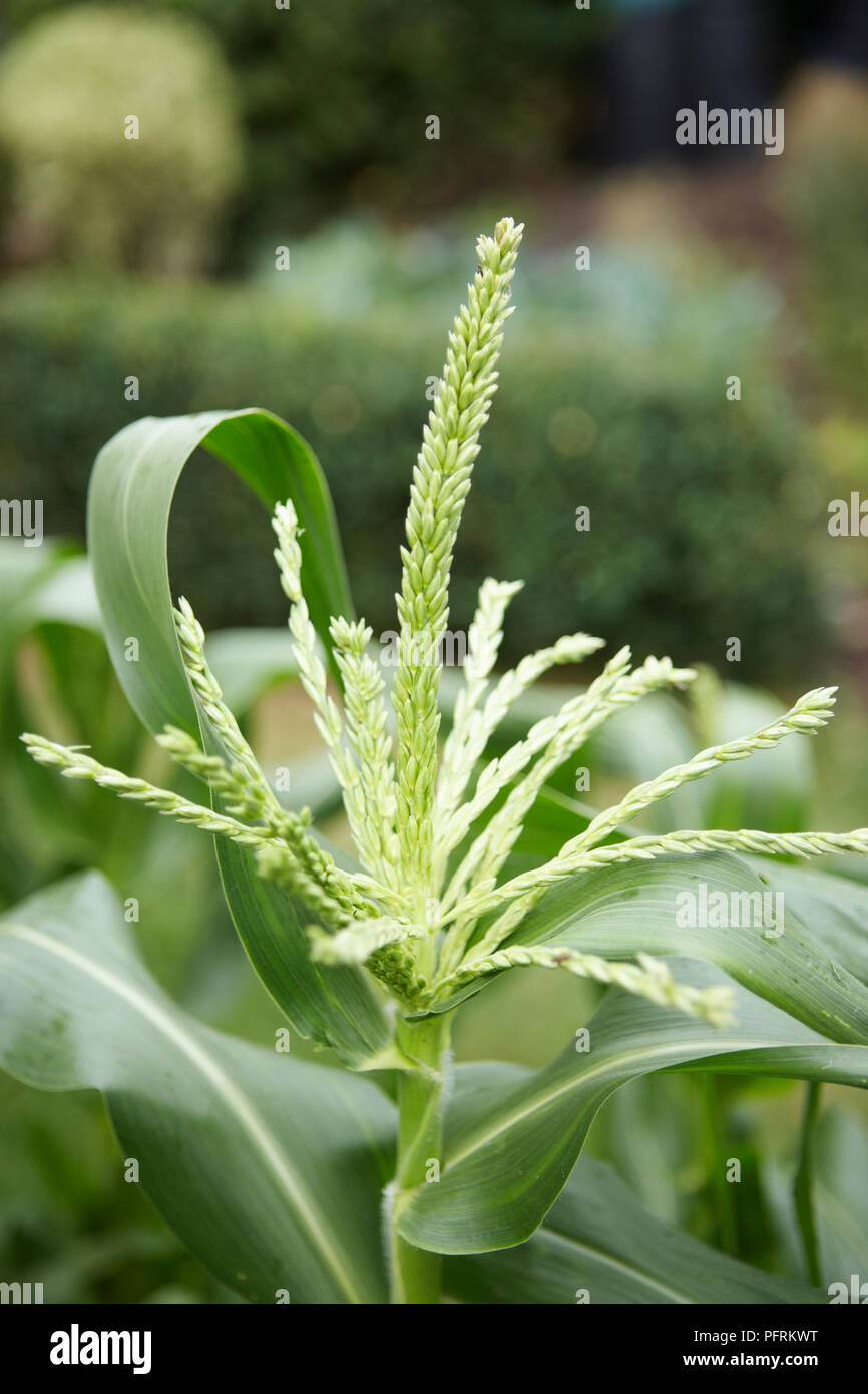 Zea mays flowers hi-res stock photography and images - Alamy