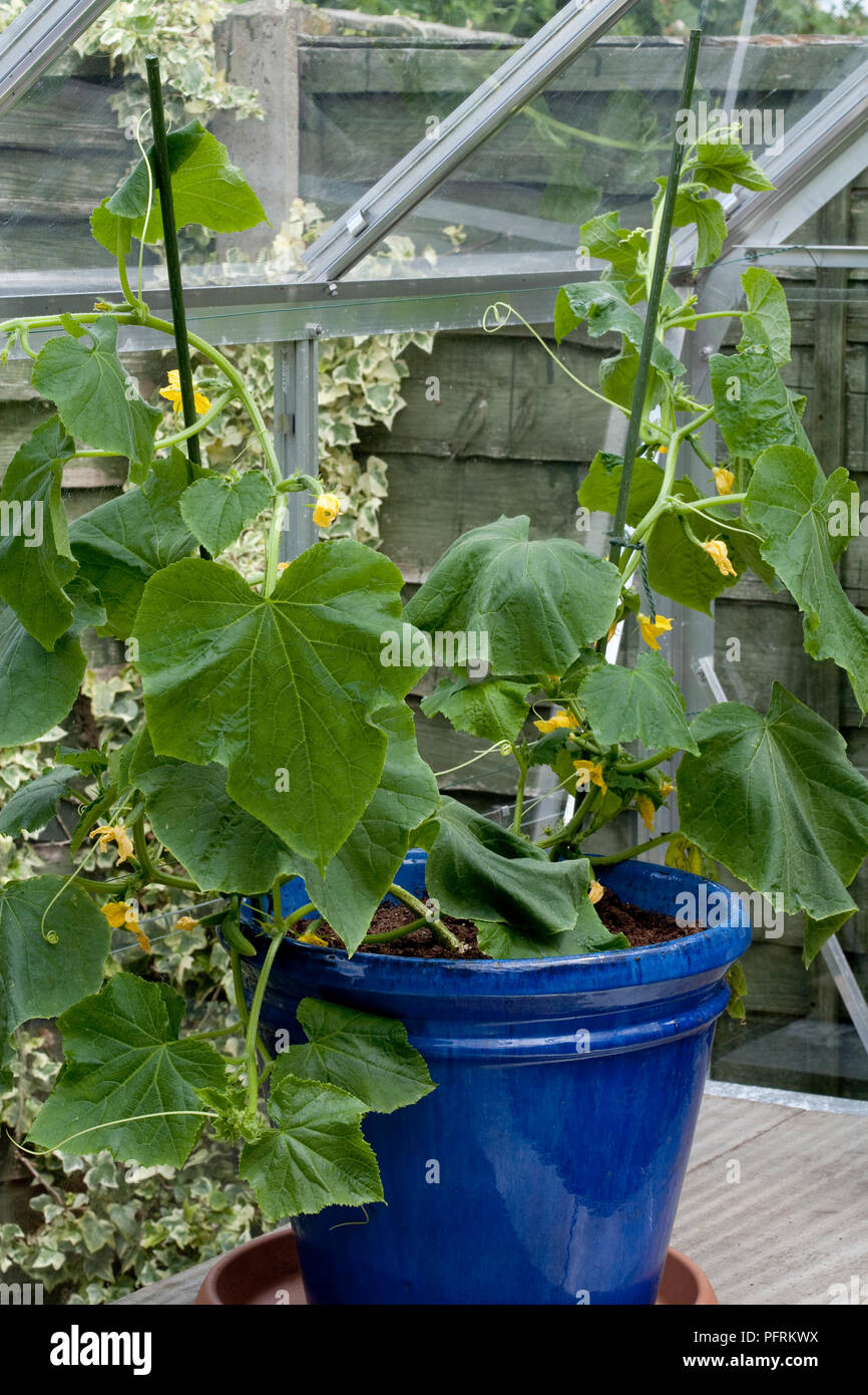 Courgette plant growing in a blue ceramic pot in a greenhouse Stock ...