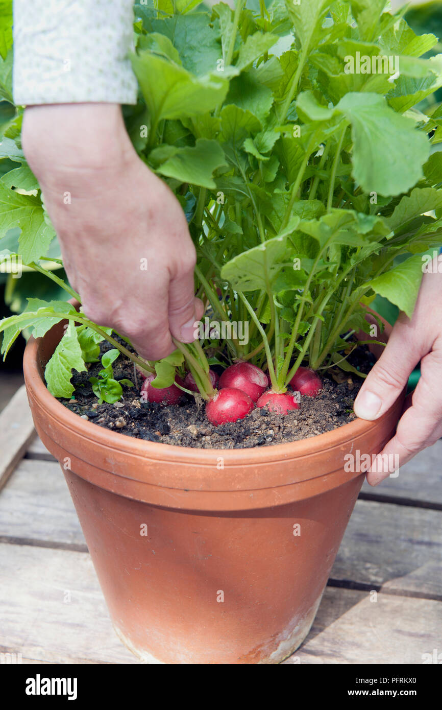 Harvesting radishes grown in terracotta pot Stock Photo - Alamy