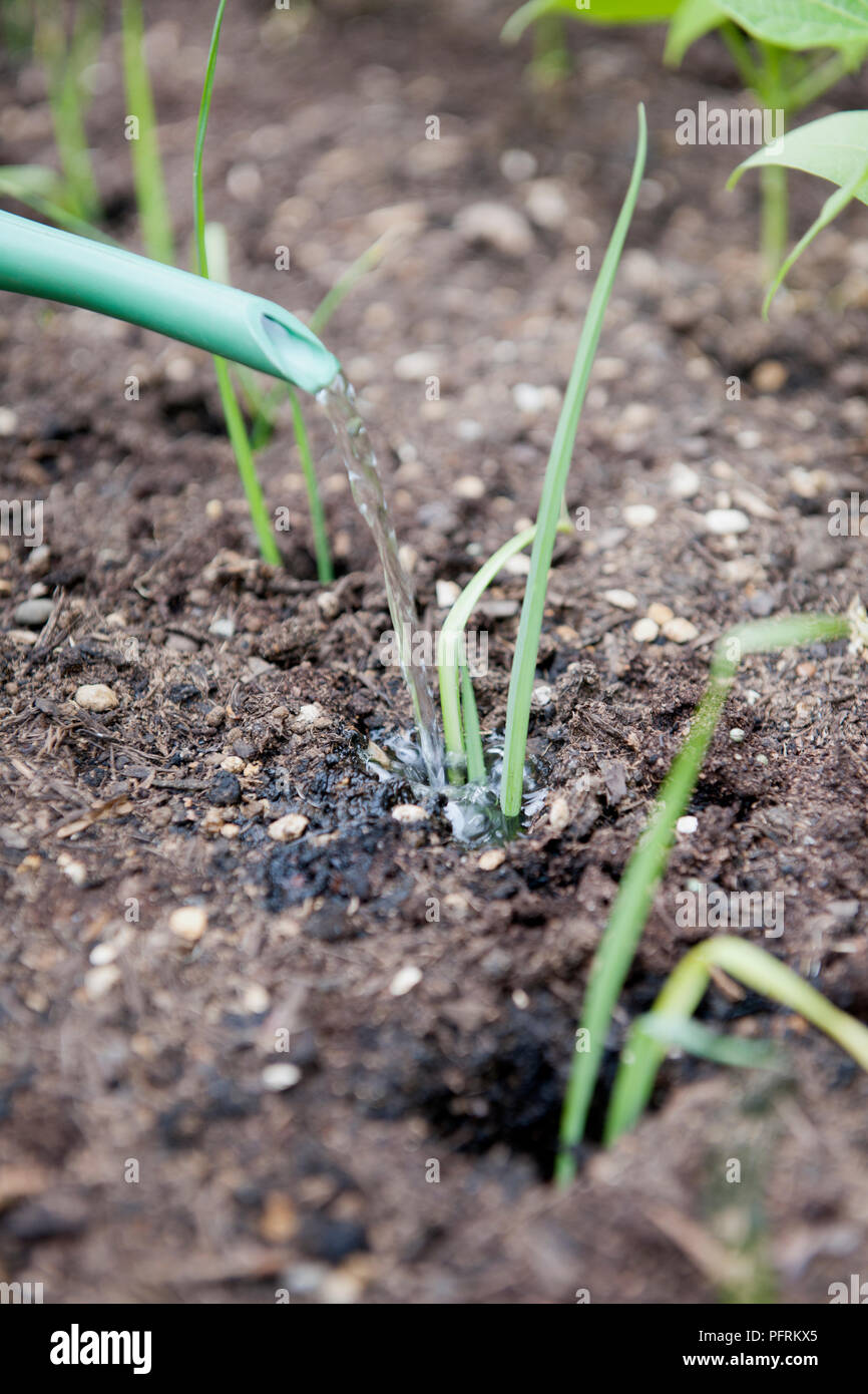 Young leek plants hi-res stock photography and images - Alamy