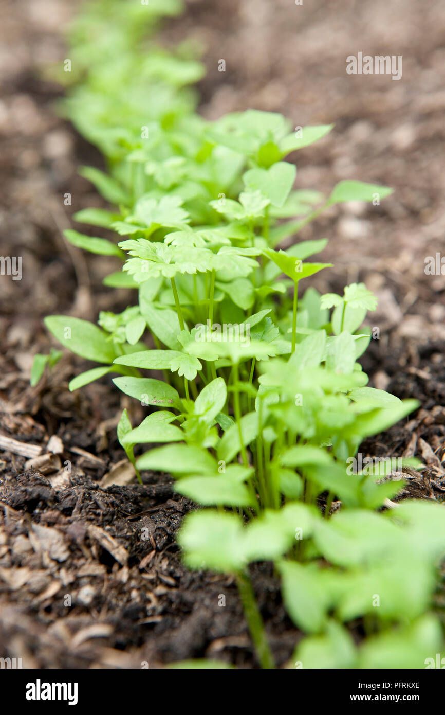 Parsley seedling petroselinum crispum hi-res stock photography and ...