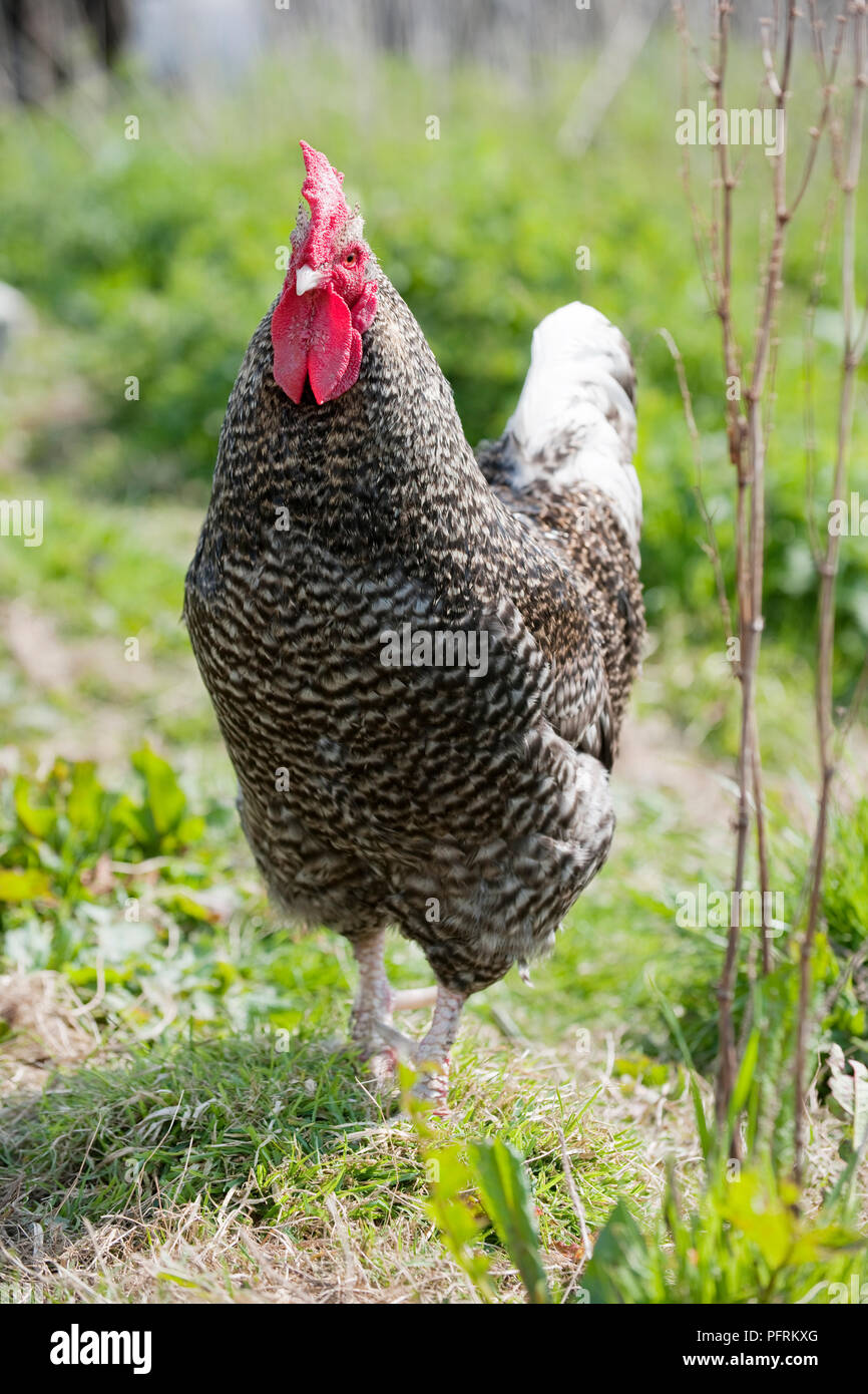 Cuckoo Maran Rooster