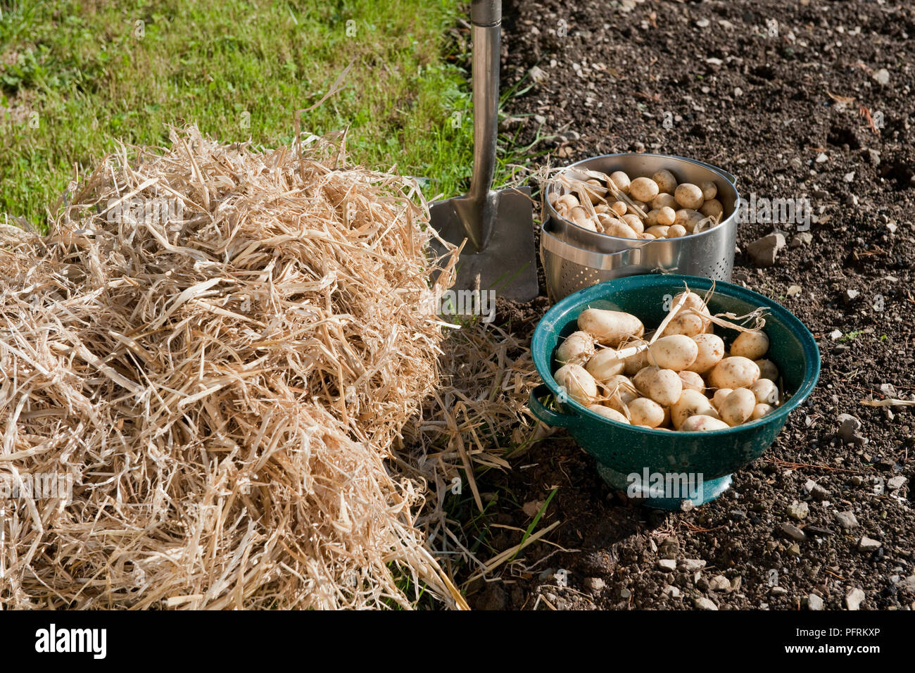 Potato clamp hi-res stock photography and images - Alamy