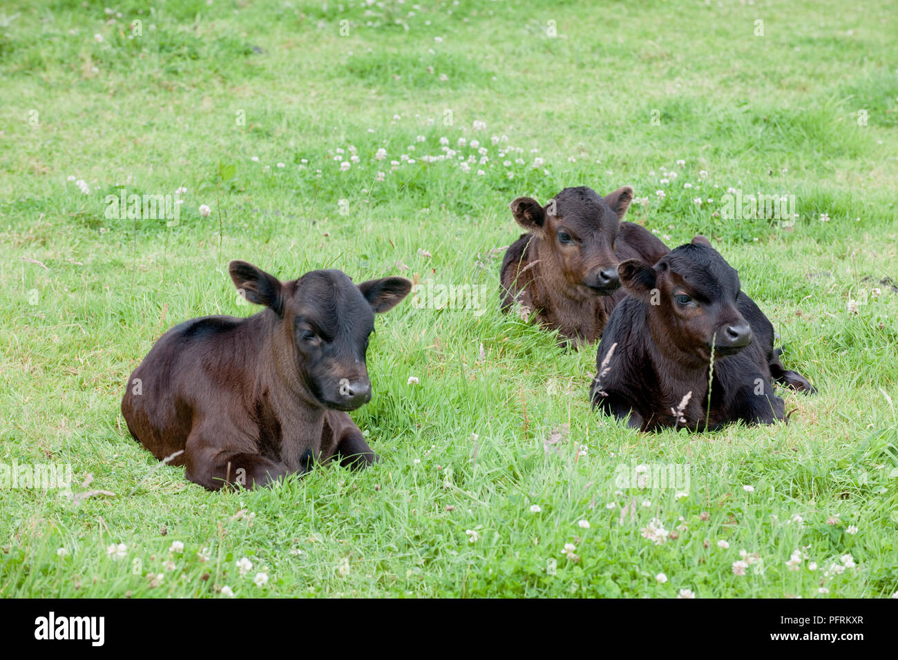 Domestic cattle three calves hi-res stock photography and images - Alamy