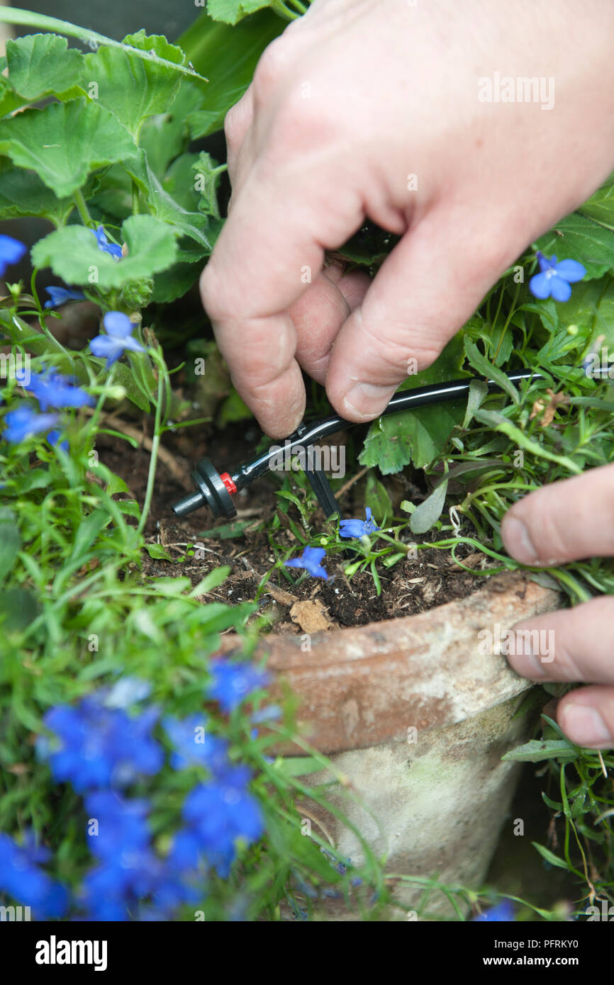 Hand placing tube watering system in pot of lobelia, close-up Stock ...