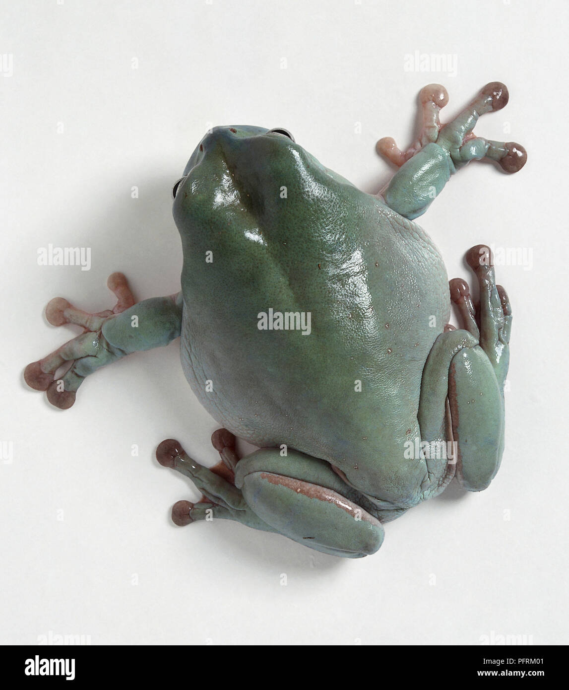 Shiny green White's Tree Frog (Litoria Caerulea Stock Photo - Alamy