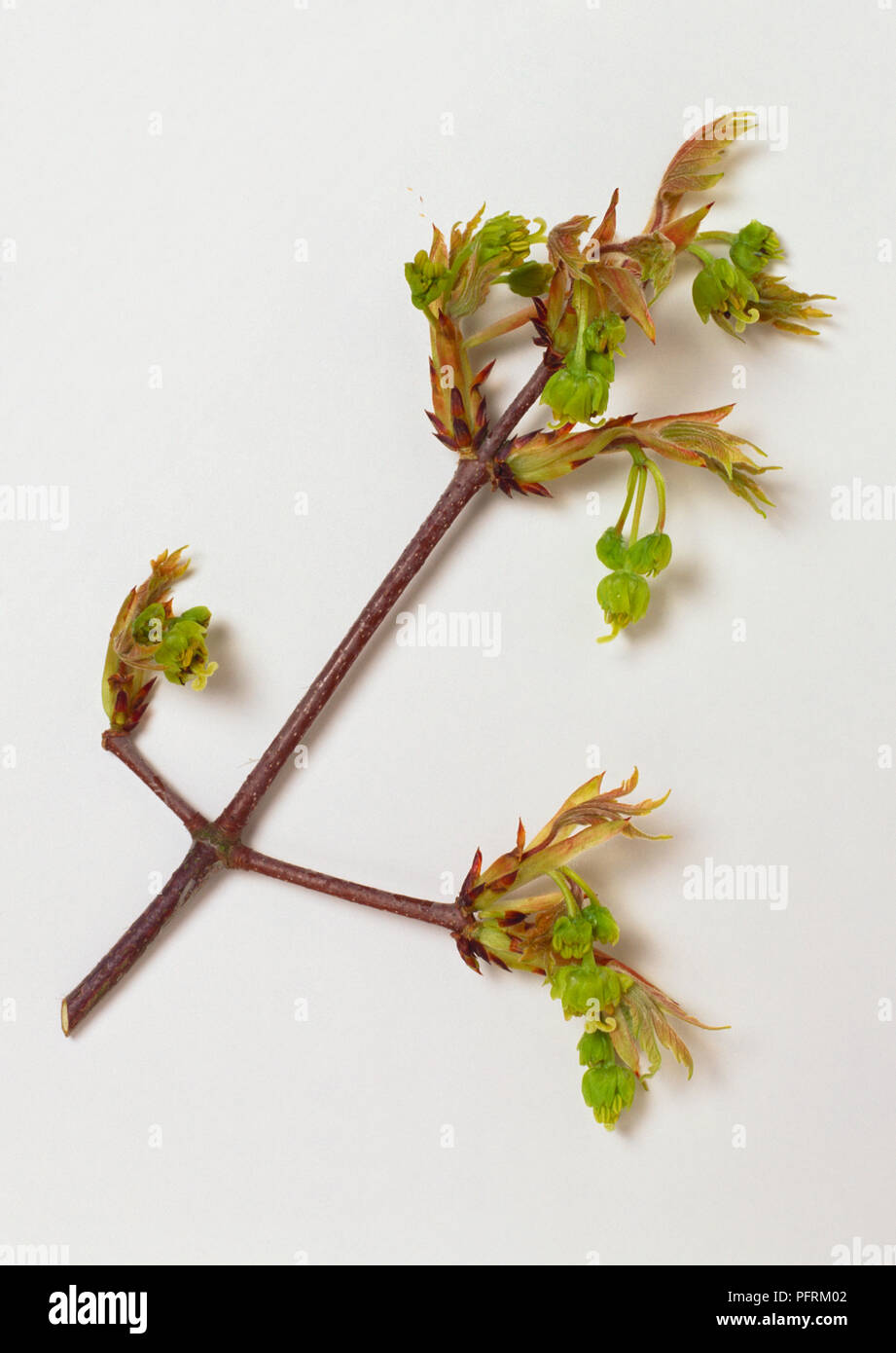 Acer griseum (Paperbark maple), branch showing unfolding immature ...