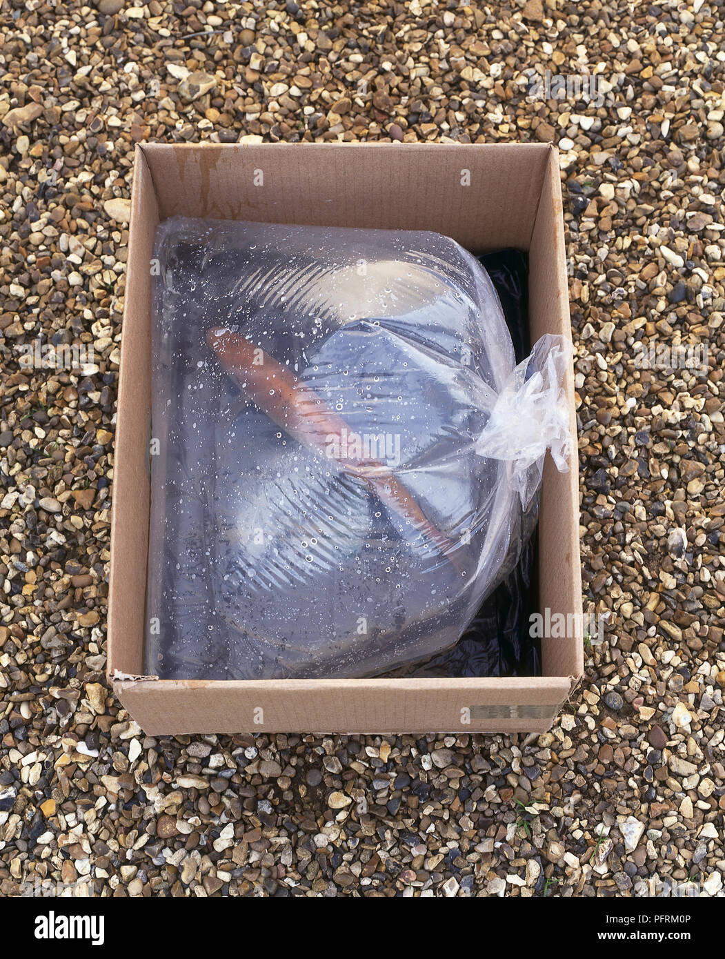 Goldfish in a bag of water in a cardboard box Stock Photo - Alamy