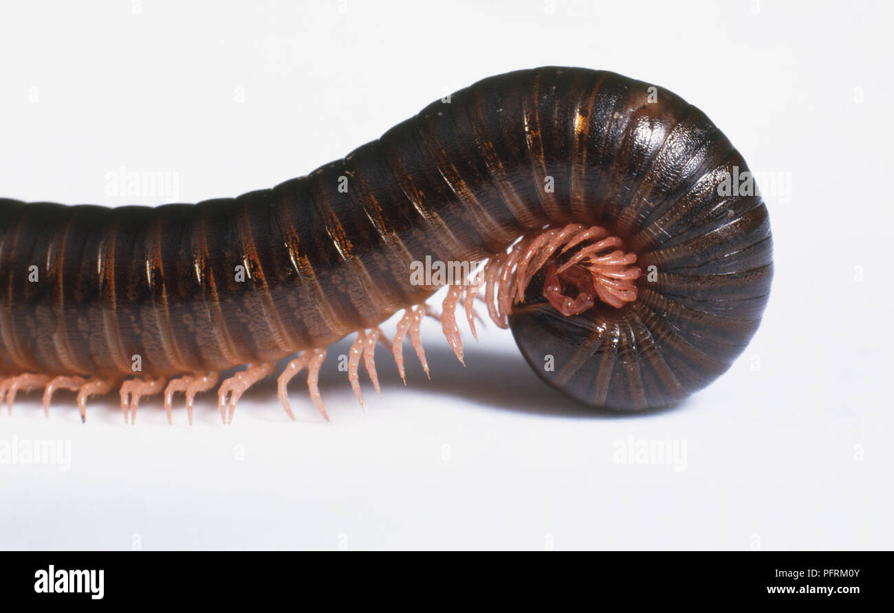 Millipede coiled up, close-up Stock Photo - Alamy