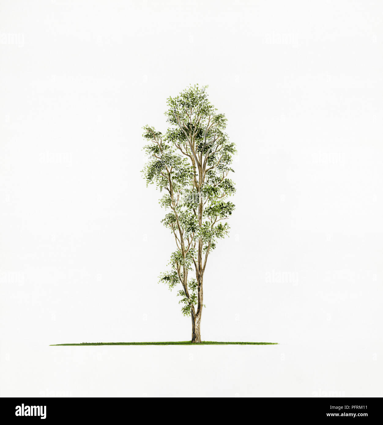 Illustration of Azara microphylla (Boxleaf azara Stock Photo - Alamy