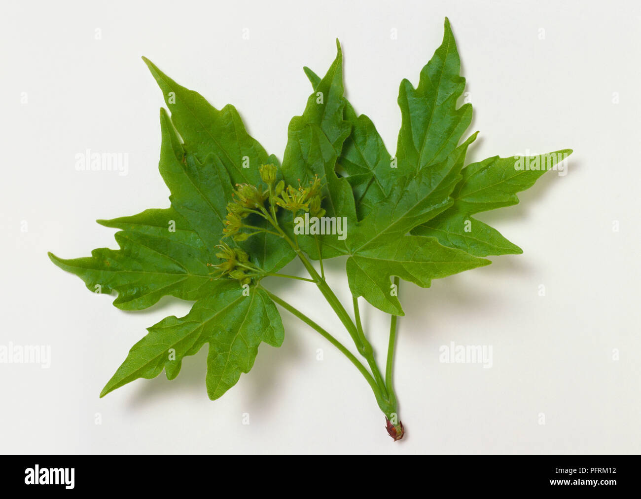 Acer miyabei (Miyabe's maple, Miyabe maple), stem tip bearing fresh ...