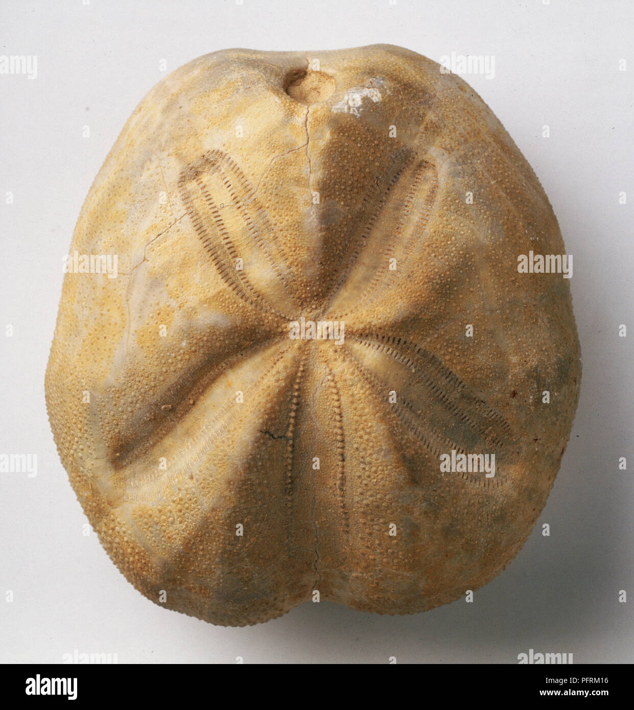 Hemiaster bratnensis, fossilised heart urchin Stock Photo - Alamy