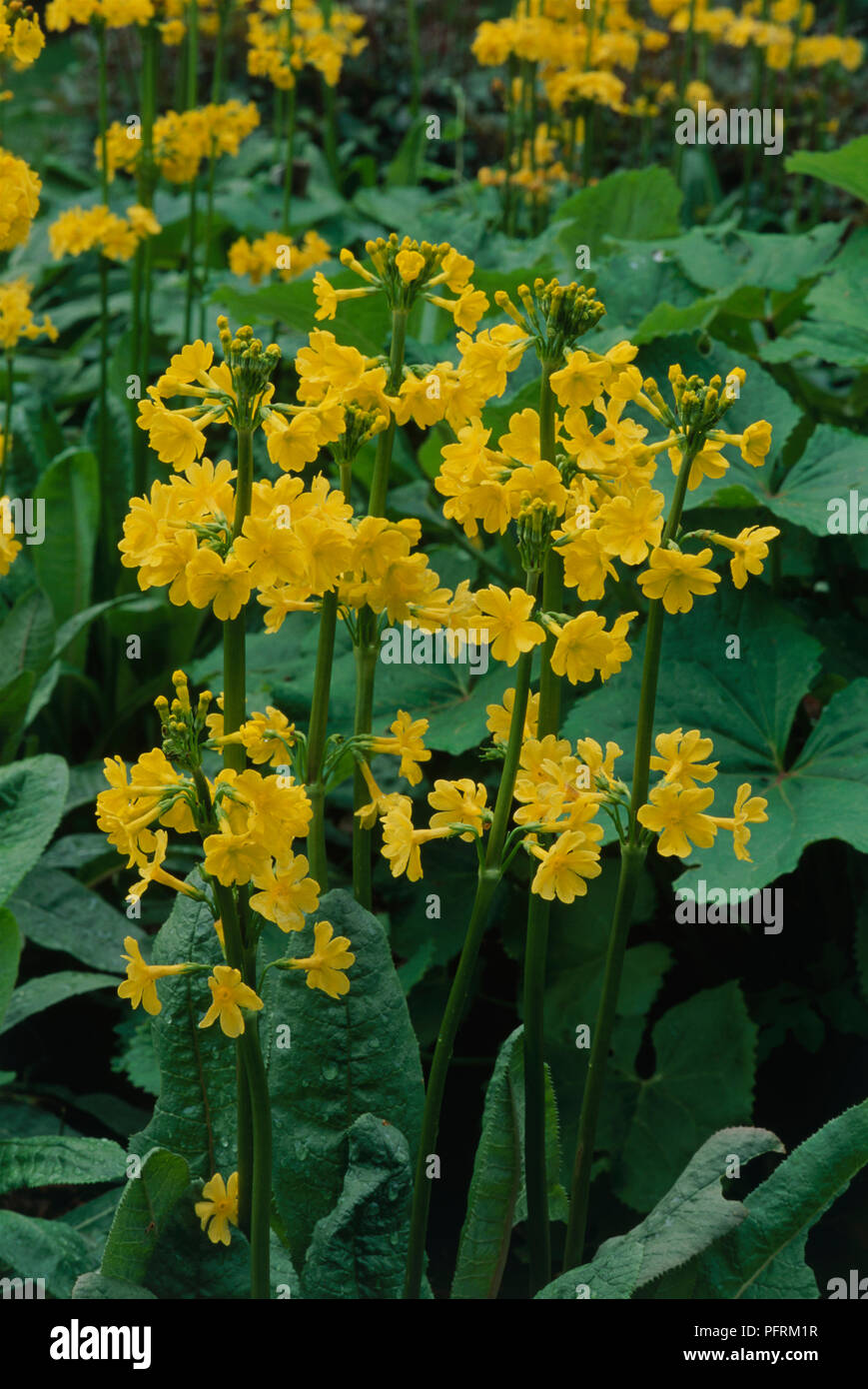 Primula prolifera (Primrose) bearing yellow flowers on upright stems ...