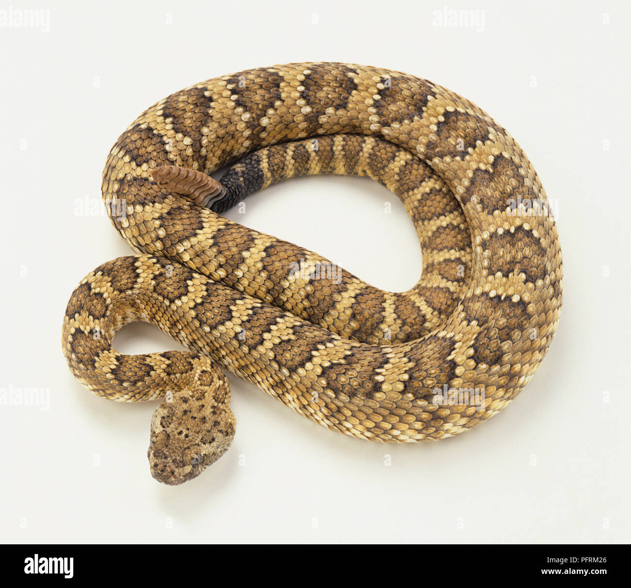 Crotalus viridis (Prairie Rattlesnake, Western Rattlesnake), curled up ...