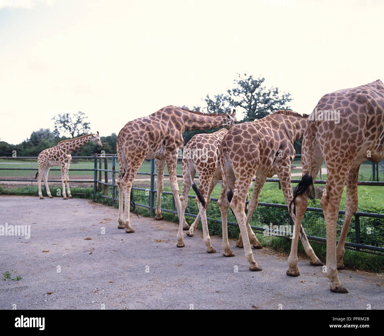 Row of Giraffe (Giraffa camelopardalis) looking over iron railings ...