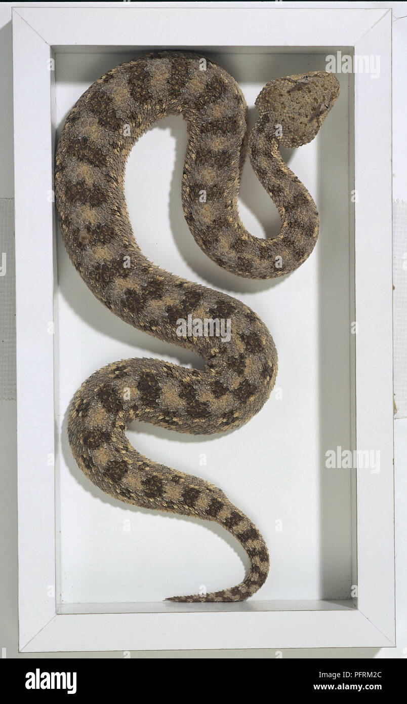 Venomous Saharan Horned Viper or Horned Desert Viper (Cerastes cerastes ...