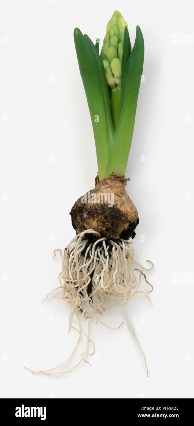 Hyacinthus (Hyacinth) bulb with exposed roots, long green leaves, and ...