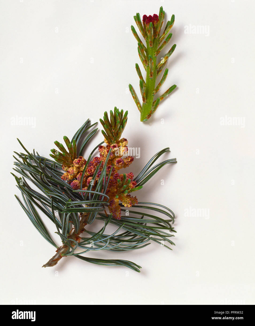 Japanese evergreen hi-res stock photography and images - Alamy