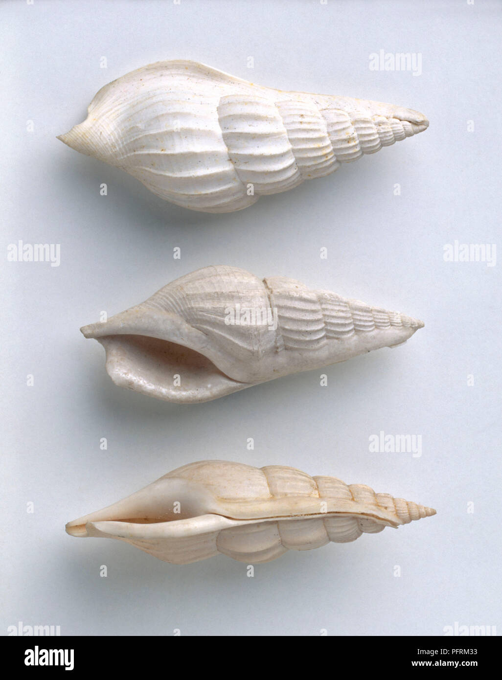 Gastropods - Rimella: Rimella fissurella (Beak shell), Eocene era Stock Photo - Alamy