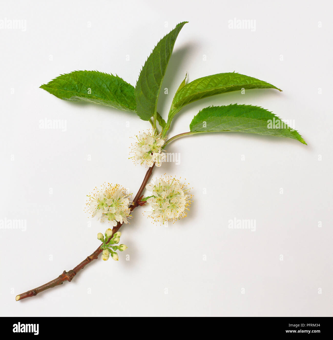 Prunus maackii (Manchurian cherry), stem with leaves and flower ...
