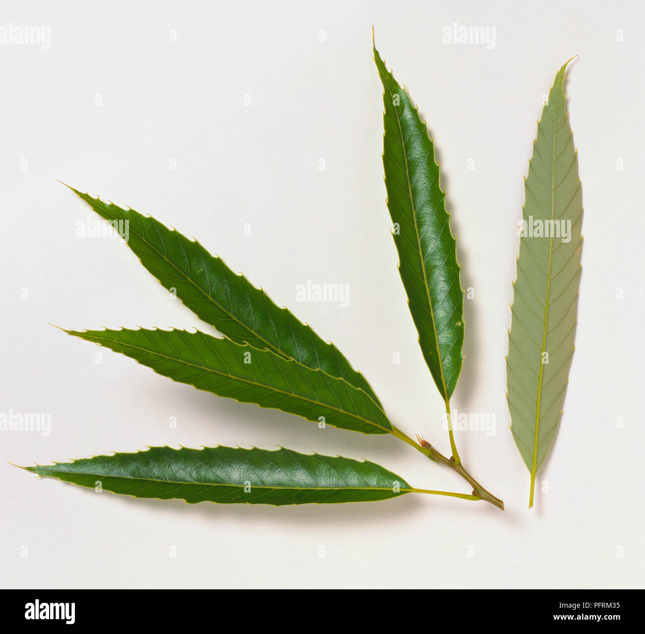 Quercus variabilis (Chinese cork oak), stem with four leaves, and ...