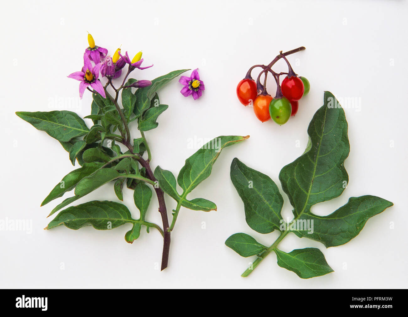 Solanum dulcamara (Bittersweet), stems with colourful flowers, fruit ...