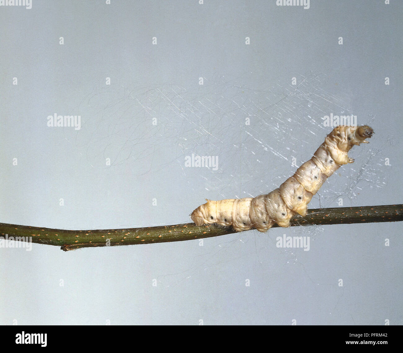 Bombyx mori (Silkworm), a silk worm beginning to spin its cocoon Stock ...