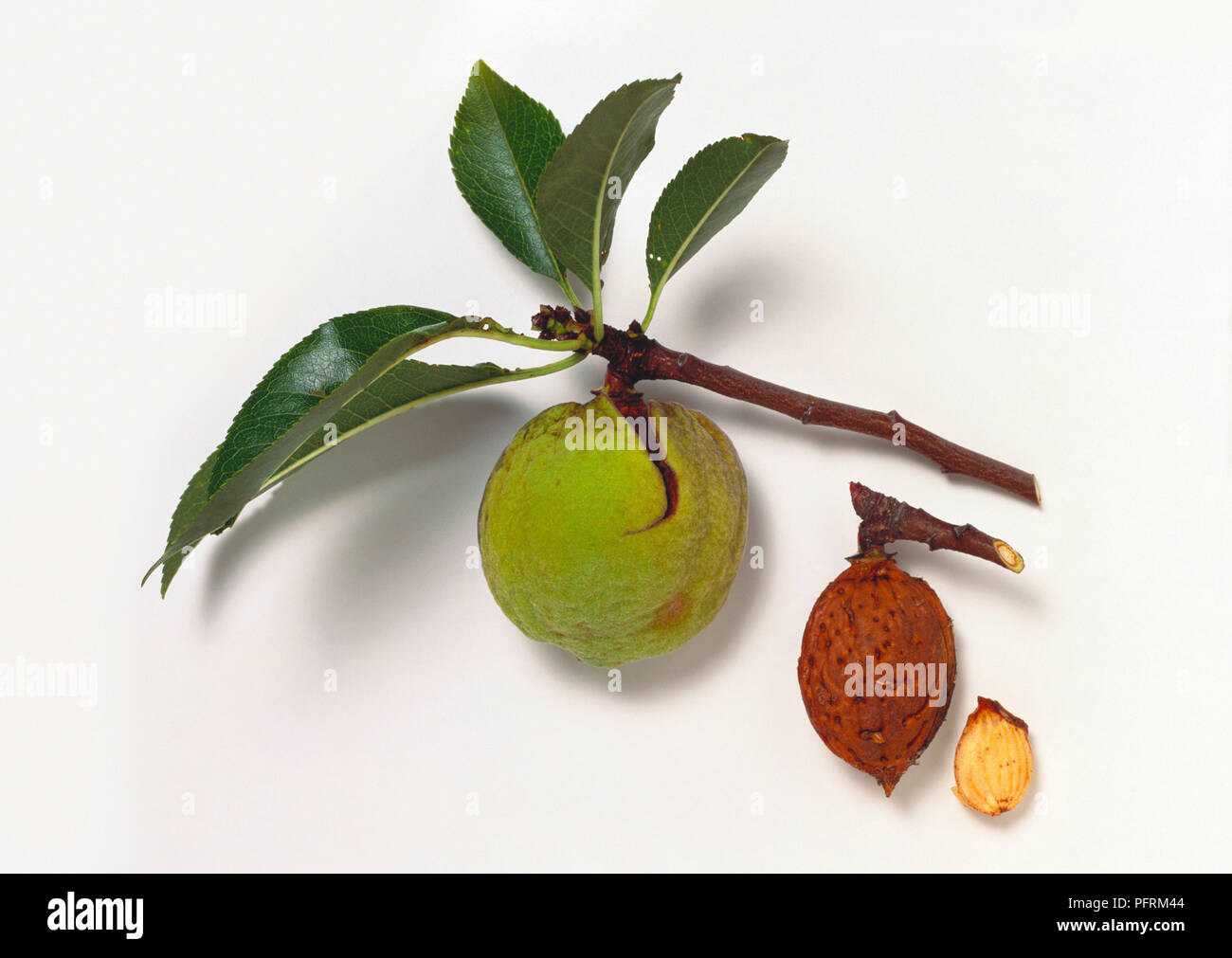 Prunus dulcis (Almond), fruit, seed and stone Stock Photo - Alamy