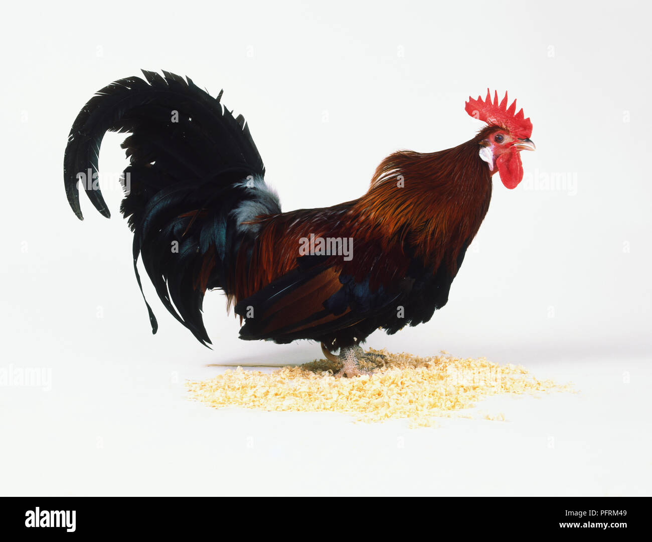 Black cockerel hi-res stock photography and images - Alamy