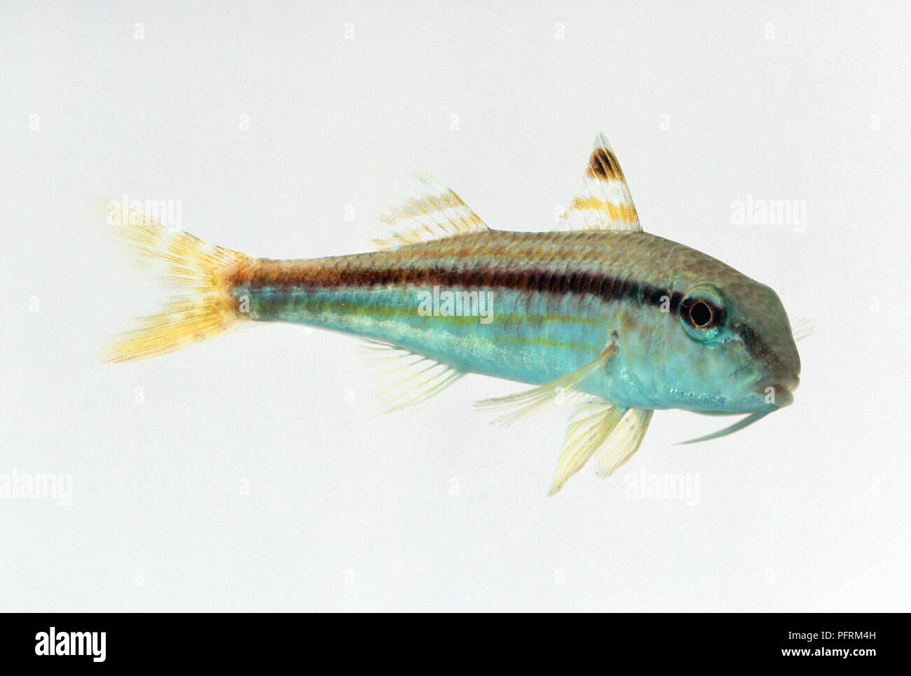 Goatfish, a tropical marine perciform fish of the Mulidae family Stock ...