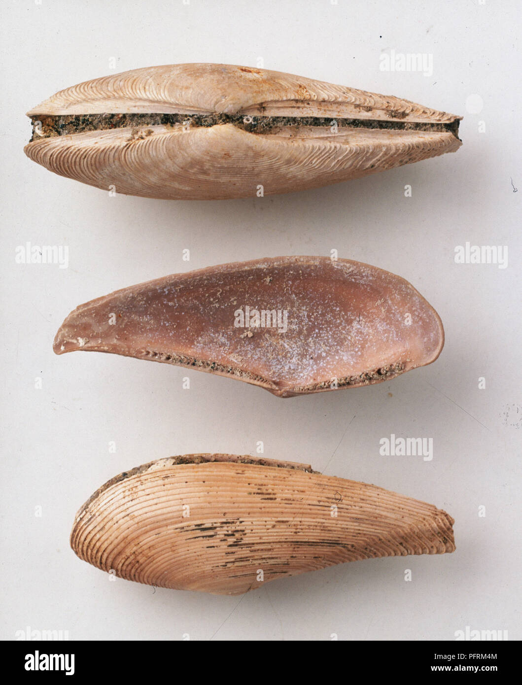 Marieana hi-res stock photography and images - Alamy