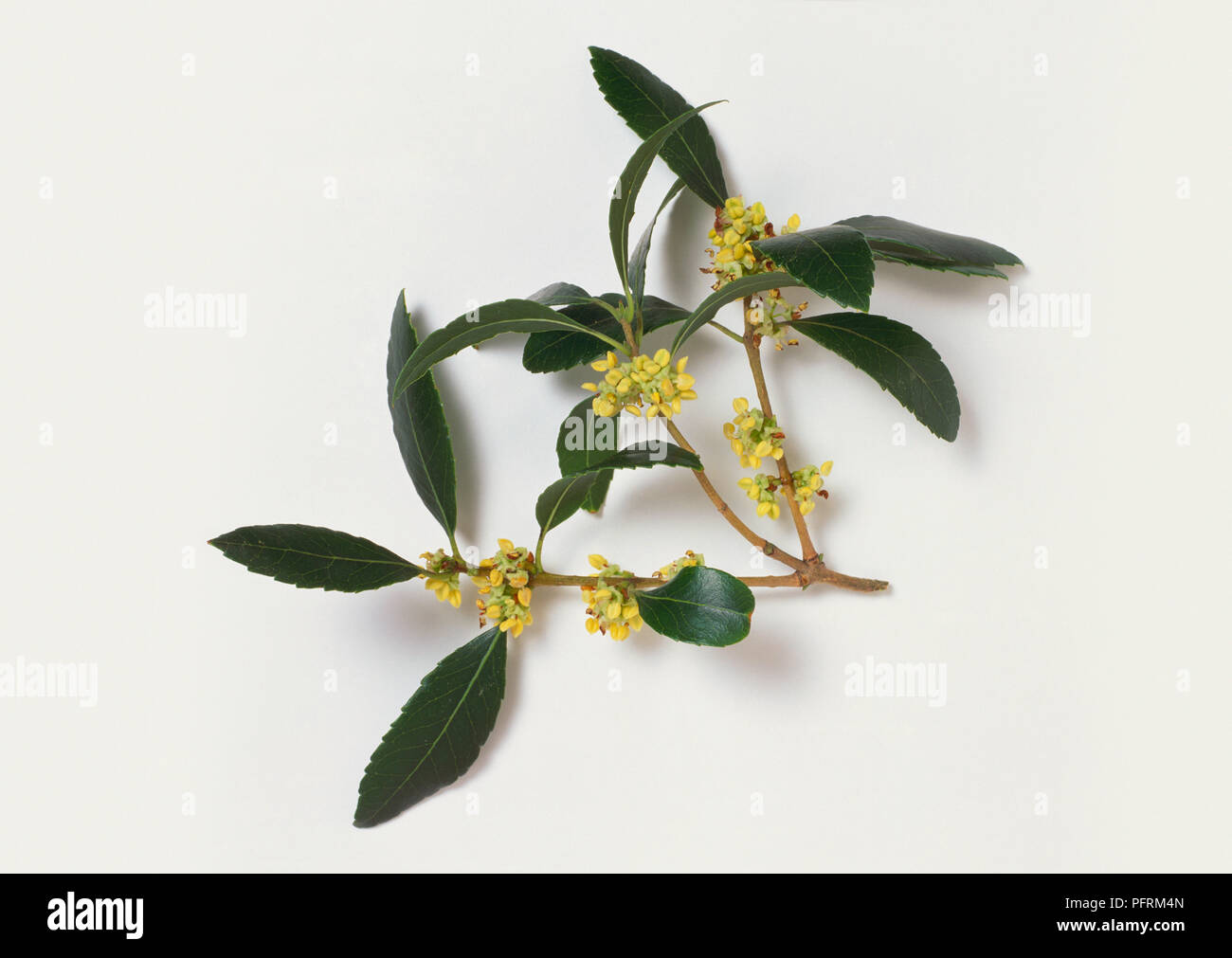 Phillyrea latifolia, stem with leaves and flower clusters Stock Photo ...