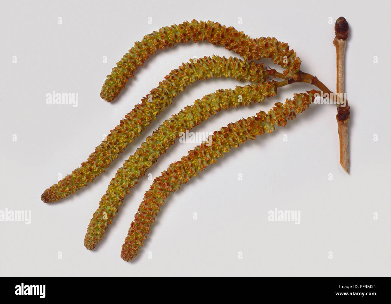 Corylus colurna (Turkish hazel), stem with male catkins Stock Photo - Alamy