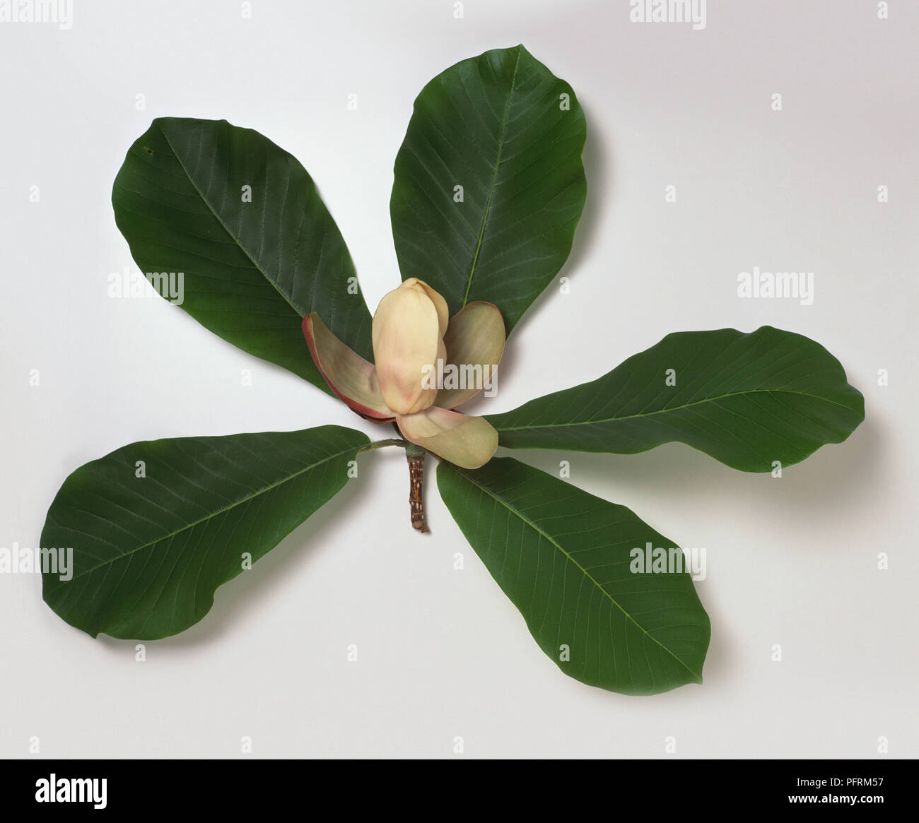 Bigleaf magnolia hi-res stock photography and images - Alamy