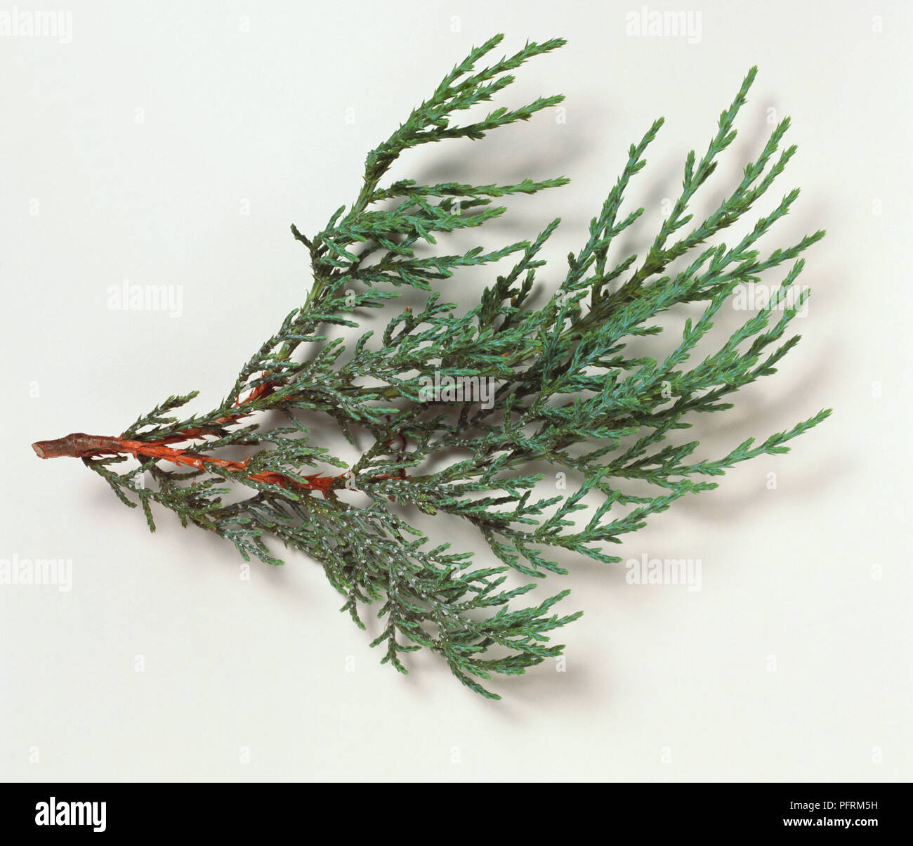Juniperus deppeana (Alligator Juniper), small branch Stock Photo - Alamy