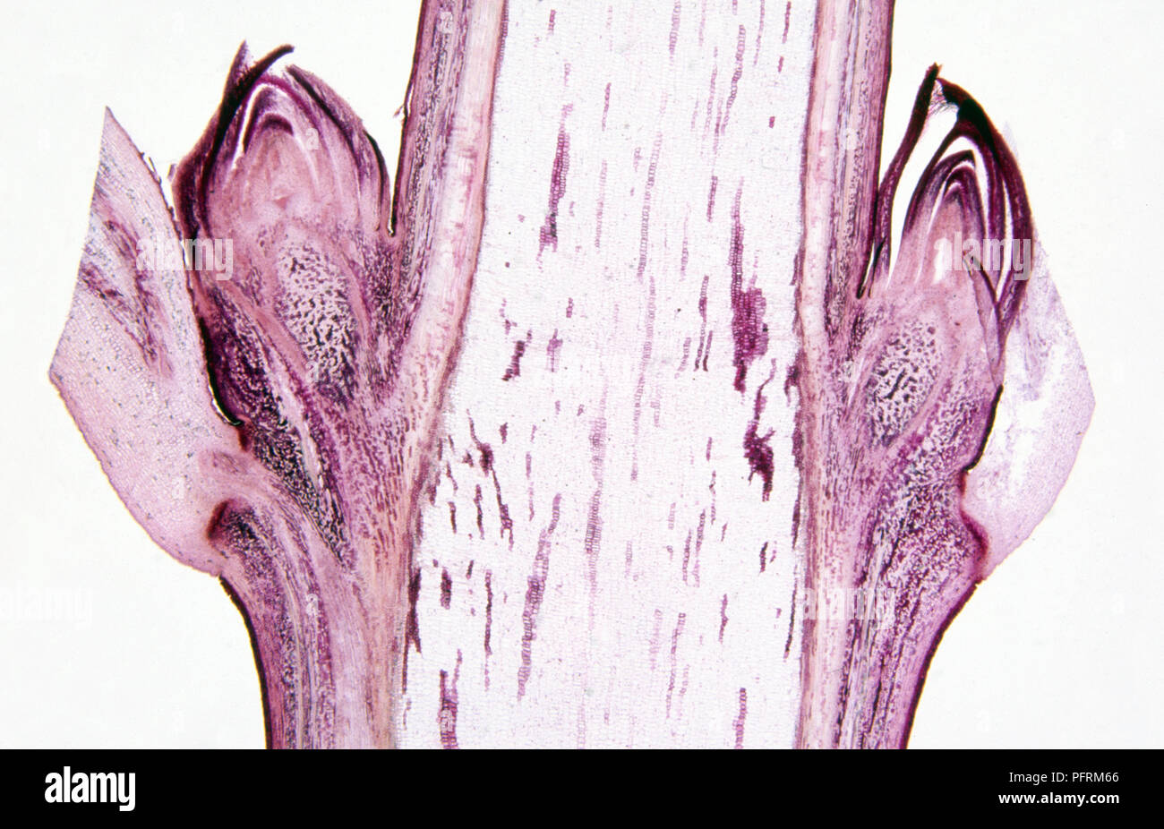 Dicot stem hi-res stock photography and images - Alamy