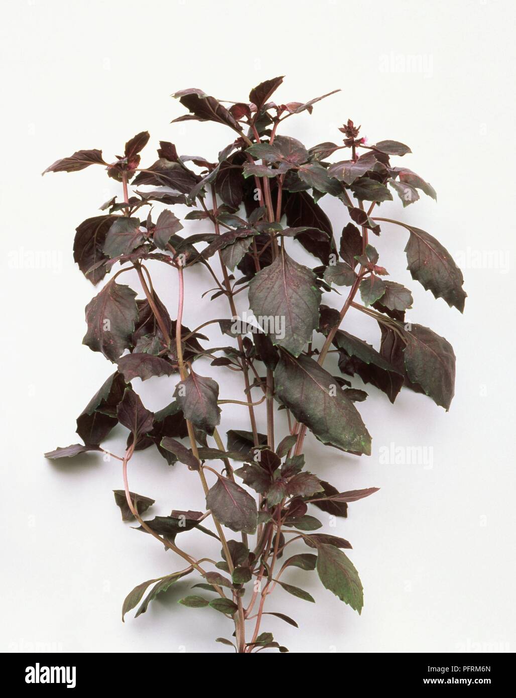 Dark opal basil hi-res stock photography and images - Alamy