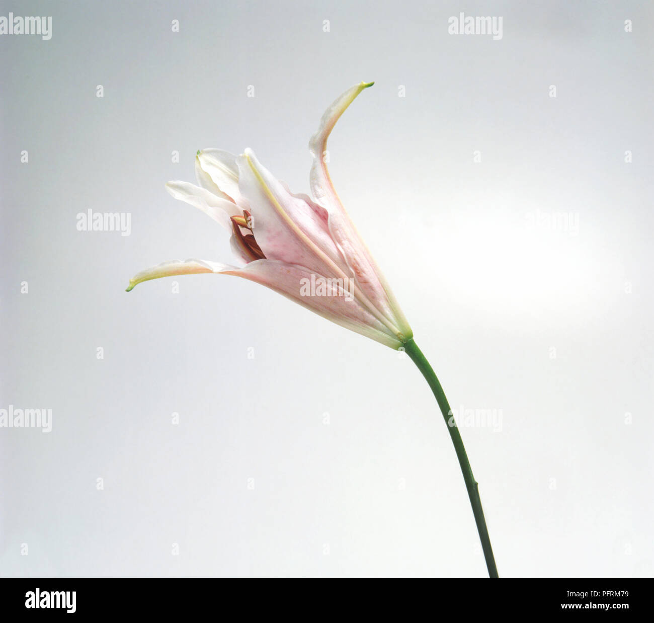 Close up emerging red hi-res stock photography and images - Alamy