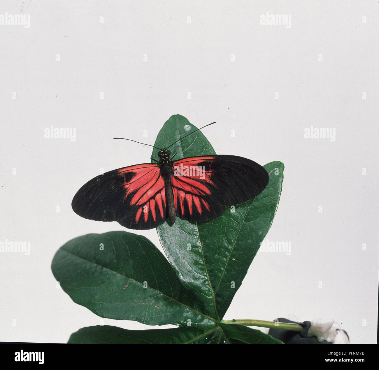 Butterfly feet heliconius melpomene hi-res stock photography and images ...