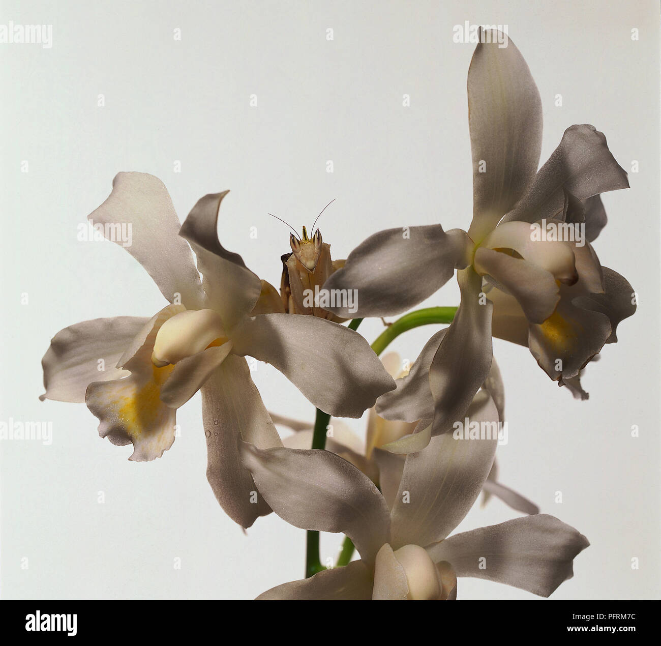 White orchid with two layers of petals. The outer layer are flat whilst ...