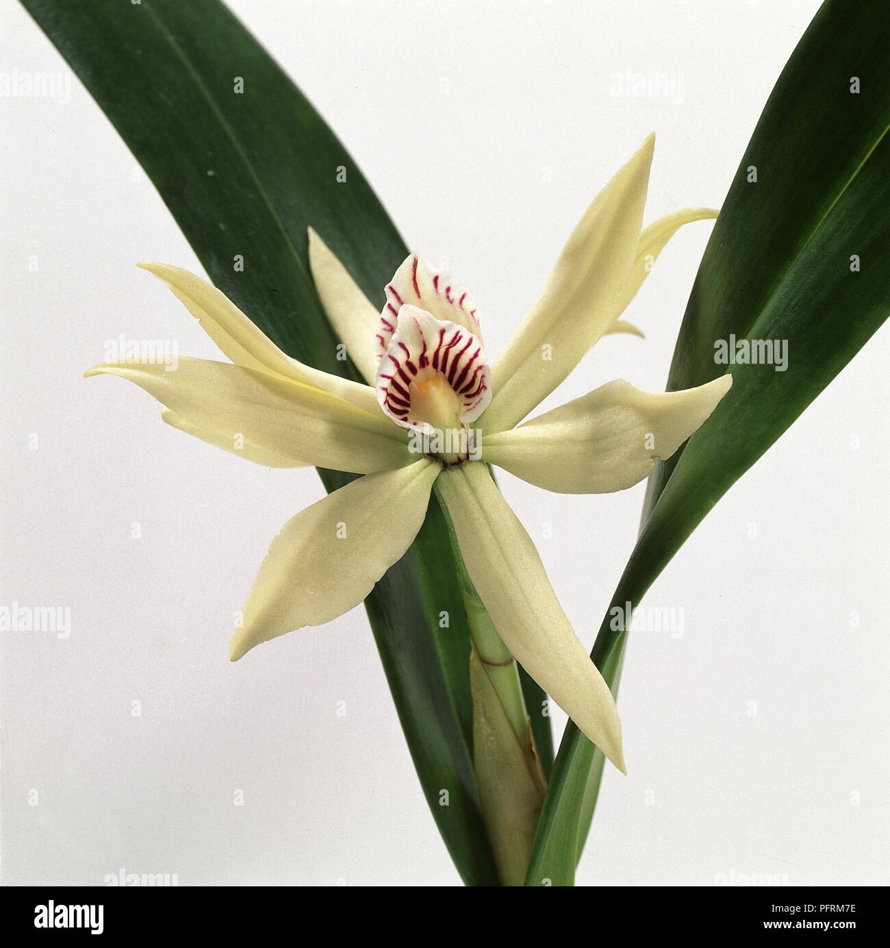 Flower with two differant shaped petals. The outer layer pf petals are ...