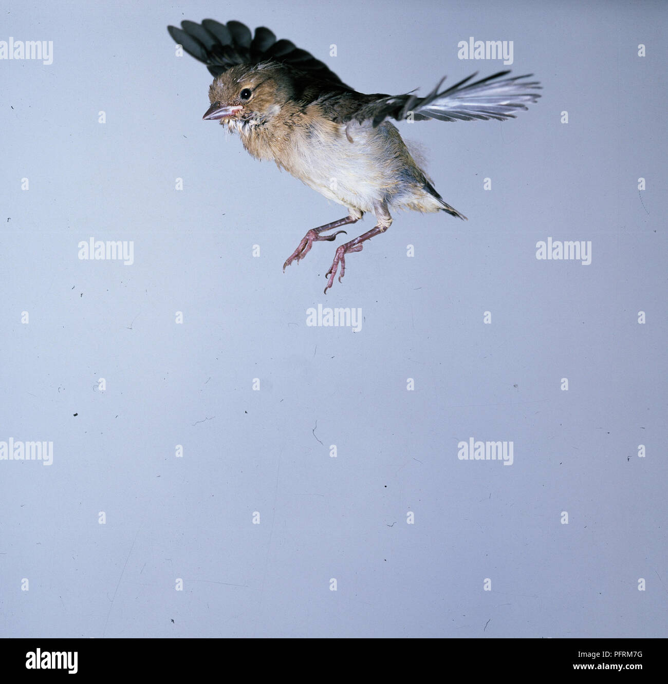 Chaffinch with dark grey wings that are horizontal to the birds body ...
