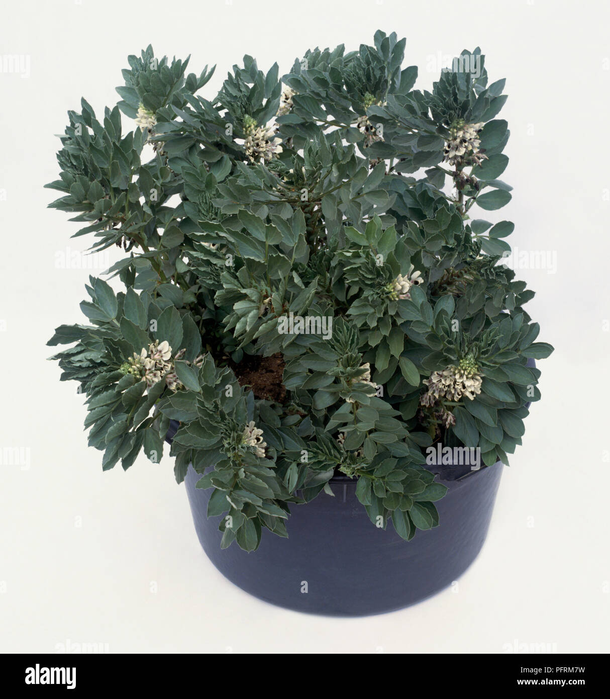 Dwarf broad bean hi-res stock photography and images - Alamy