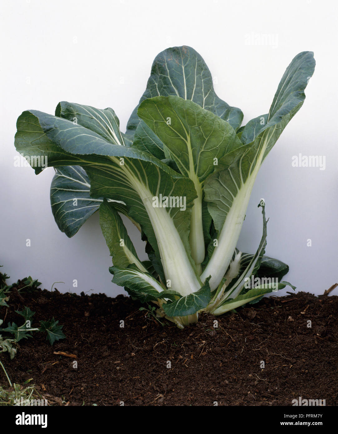 Chinese cabbage (Brassica rapa) with green leaves growing in soil ...