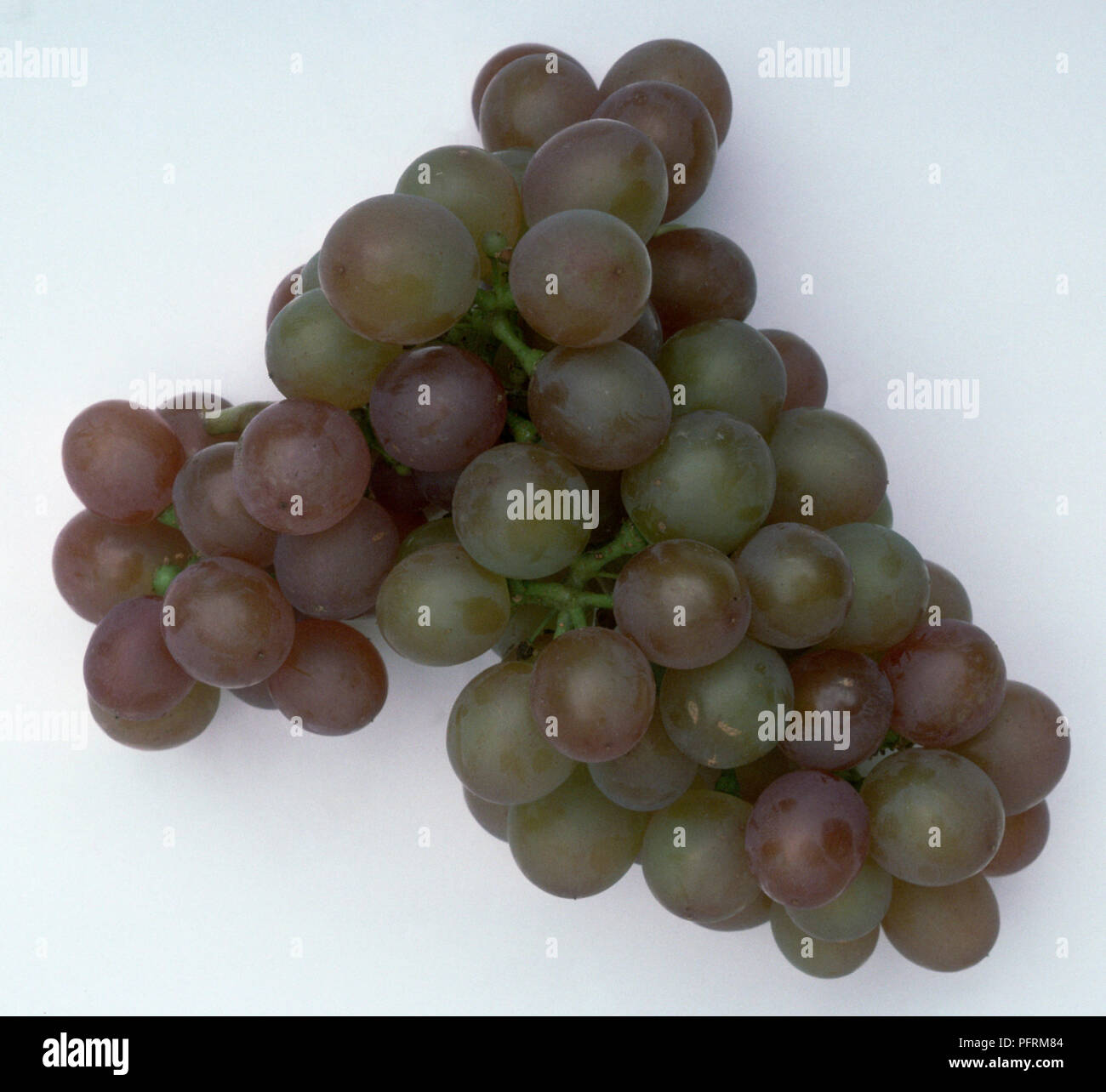 Bunch of early Siegerrebe (Victory vine) German wine grapes Stock Photo ...