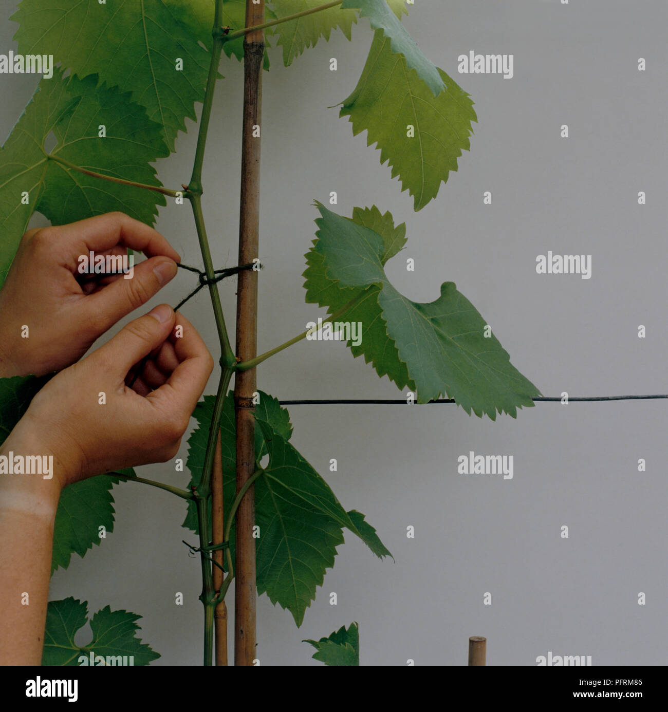 Holding bamboo stem hi-res stock photography and images - Alamy