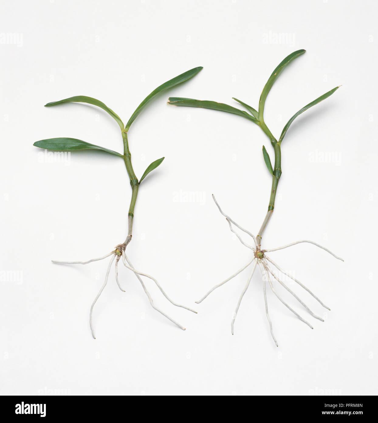 Developed root system hi-res stock photography and images - Alamy