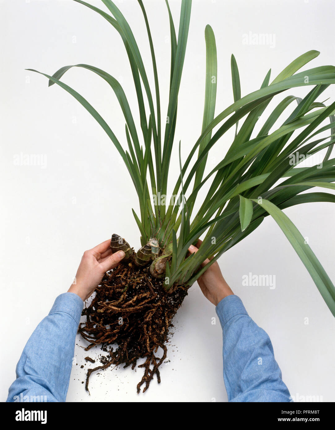 Removing leafless back-bulb when dividing Cymbidium plant Stock Photo ...
